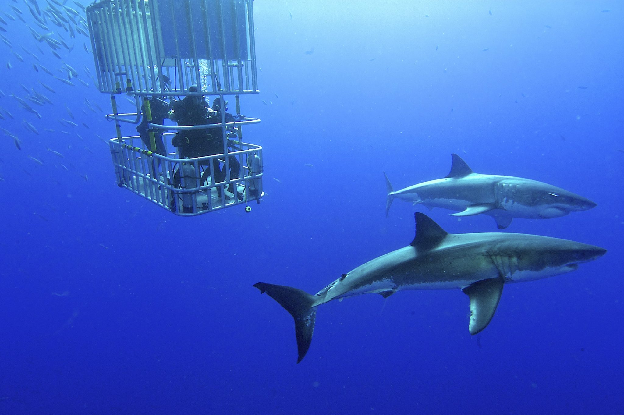 Adrenaline Pumping Cage Diving Shark Alley - Great White Shark