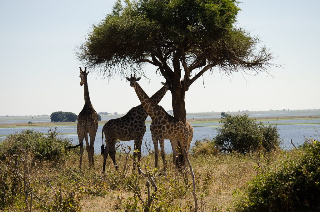 Botswana Guide Okavango and Chobe Rivers, Savannah, Kalahari ...